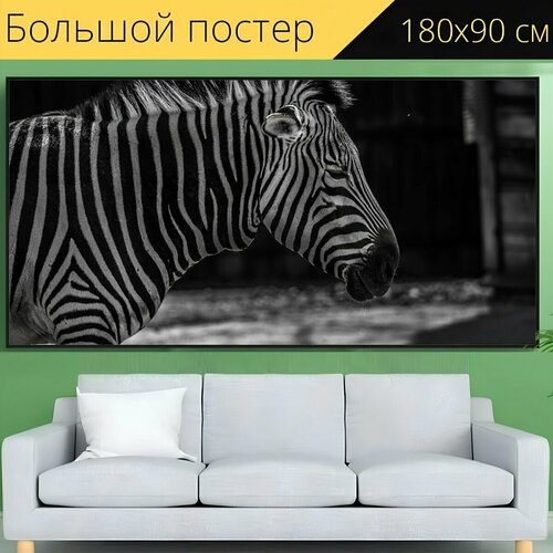 Большой постер "Зебра, животное, зоопарк" 180 x 90 см. для интерьера