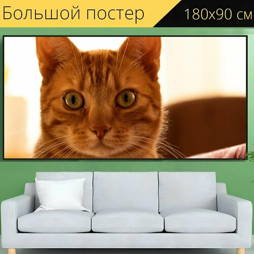 Большой постер "Кот, похмелье, домашняя кошка" 180 x 90 см. для интерьера