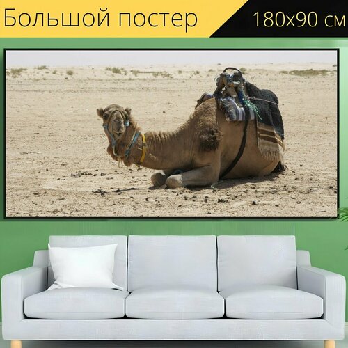 Большой постер "Верблюд, сахара, тунис" 180 x 90 см. для интерьера
