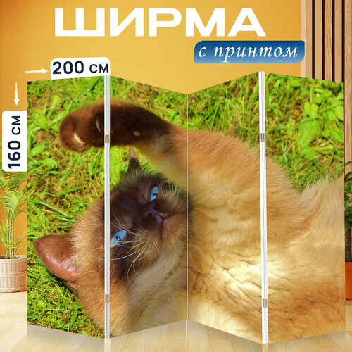 Ширма перегородка с принтом "Британская короткошерстная кошка, кот, играть" на холсте - 200x160 см. для зонирования, раскладная