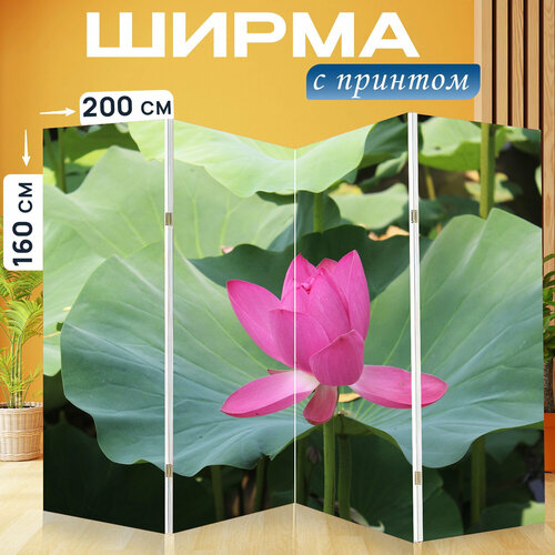 Ширма перегородка с принтом "Цветок, лотос, водяная лилия" на холсте - 200x160 см. для зонирования, раскладная
