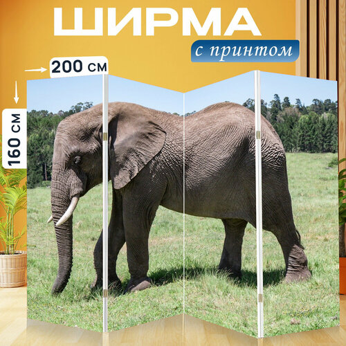 Ширма перегородка с принтом "Слон, старый, бивень" на холсте - 200x160 см. для зонирования, раскладная