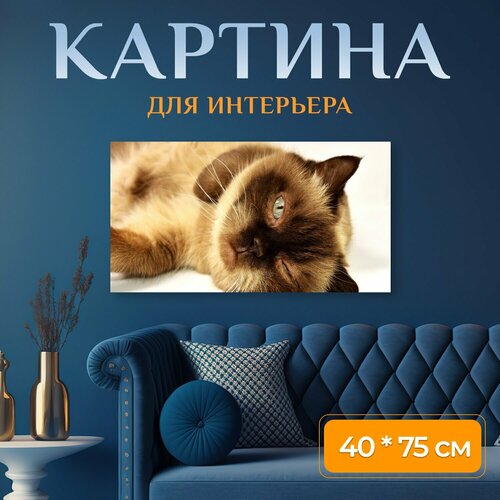 Картина на холсте "Британская короткошерстная кошка, кот, домашнее животное" на подрамнике 75х40 см. для интерьера