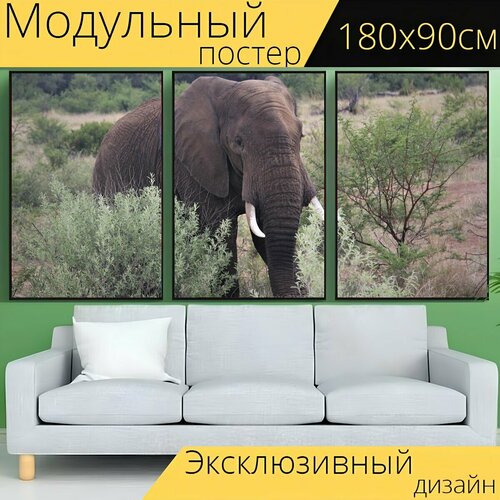 Модульный постер "Африканский слон, приближающийся, бивни" 180 x 90 см. для интерьера