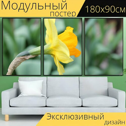 Модульный постер "Нарцисс, цветок, завод" 180 x 90 см. для интерьера