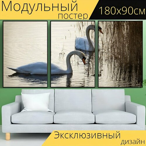 Модульный постер "Лебеди, озеро, тростник" 180 x 90 см. для интерьера
