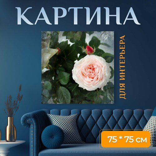 Картина на холсте "Роза, цвести, цветок" на подрамнике 75х75 см. для интерьера