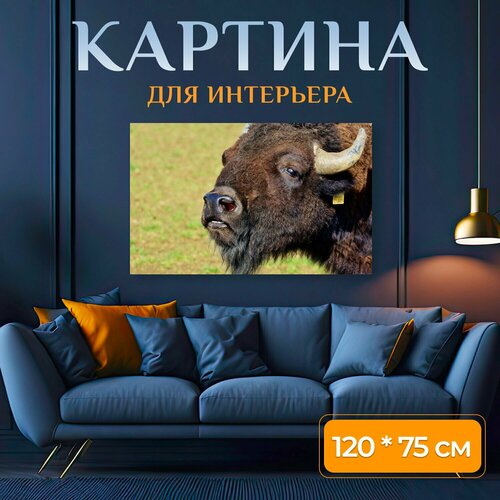Картина на холсте "Зубр, буйвол, рога" на подрамнике 120х75 см. для интерьера