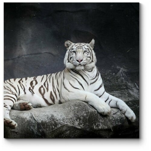 Модульная картина Величественный белый тигр 30x30