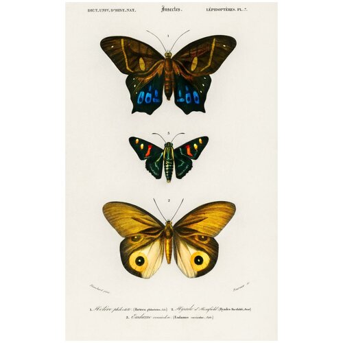 Постер / Плакат / Картина Три бабочки 90х120 см в подарочном тубусе