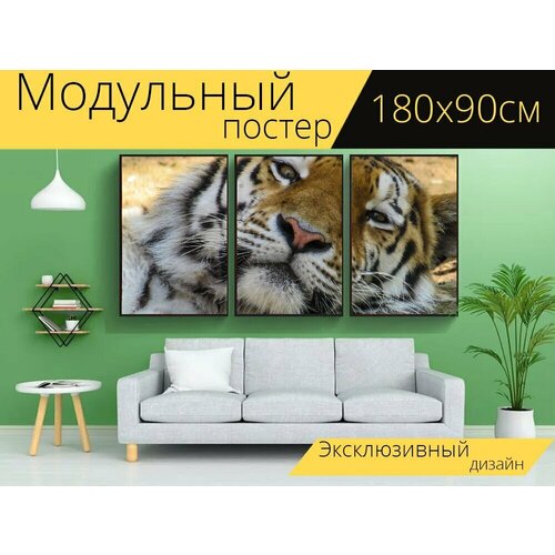 Модульный постер "Тигр, голова, большой кот" 180 x 90 см. для интерьера