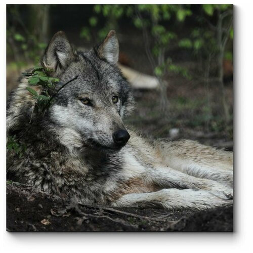 Модульная картина Волк отдыхает в лесу 20x20
