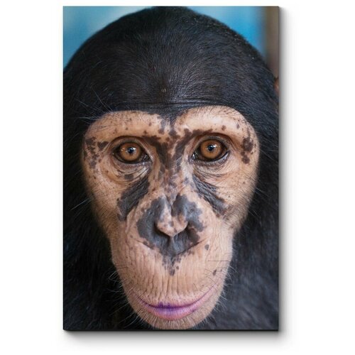 Модульная картина Очаровательный шимпанзе20x30