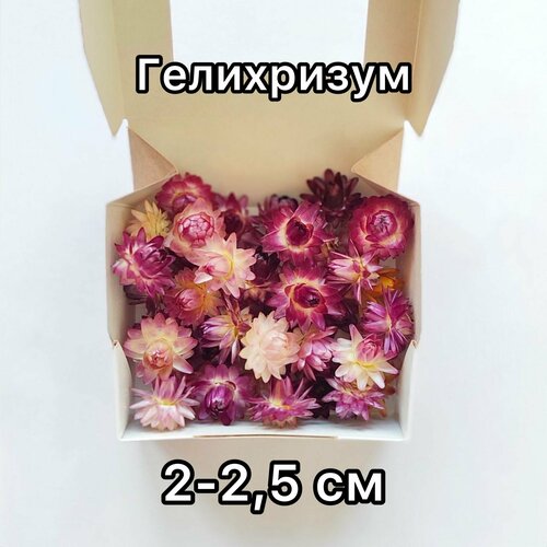 Сухоцветы Гелихризум (Бессмертник). Ассорти 40 шт, 2-2,5 см, мелкий