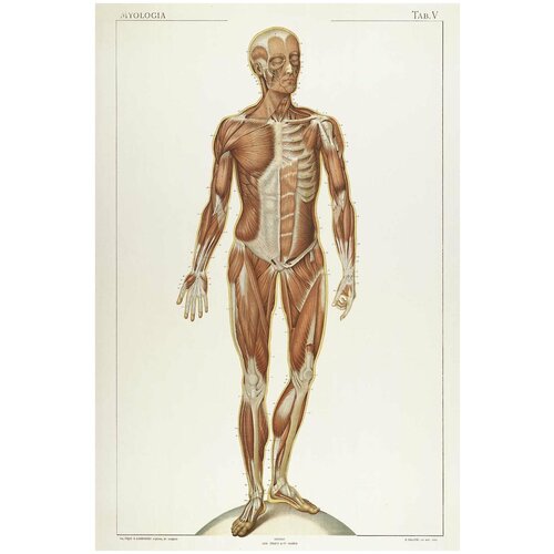 Постер / Плакат / Картина Анатомия - Строение и мускулатура человека 90х120 см в подарочном тубусе