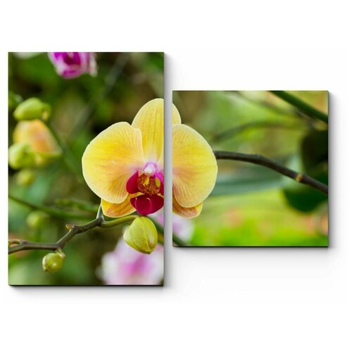 Модульная картина Тропическая орхидея, цветущая в летнем саду 100x75