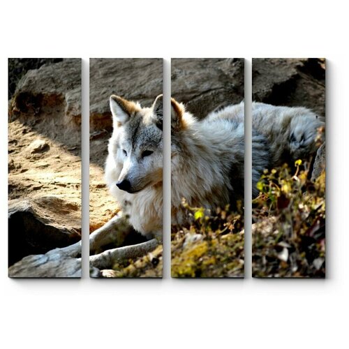 Модульная картина Гималайский волк 90x68