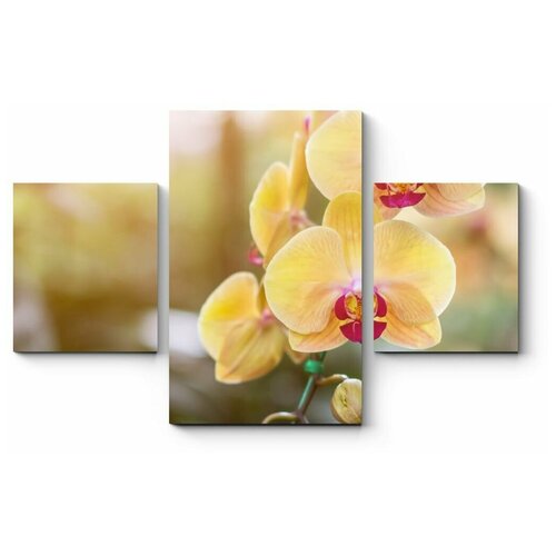 Модульная картина Чарующая орхидея 80x52