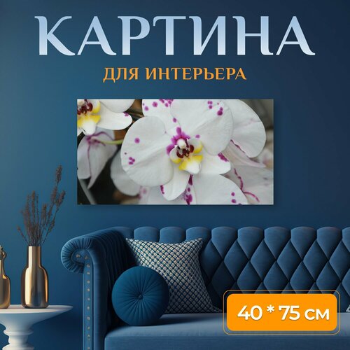 Картина на холсте "Орхидея белый, фиолетовый, цветы" на подрамнике 75х40 см. для интерьера