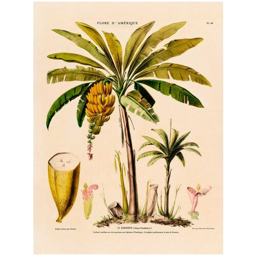 Постер / Плакат / Картина Банановая пальма 90х120 см в подарочном тубусе
