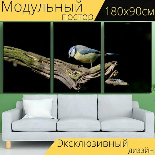 Модульный постер "Евразийская лазоревка, птица, животное" 180 x 90 см. для интерьера