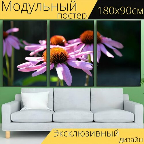 Модульный постер "Эхинацея пурпурная, эхинацеи, цветок" 180 x 90 см. для интерьера