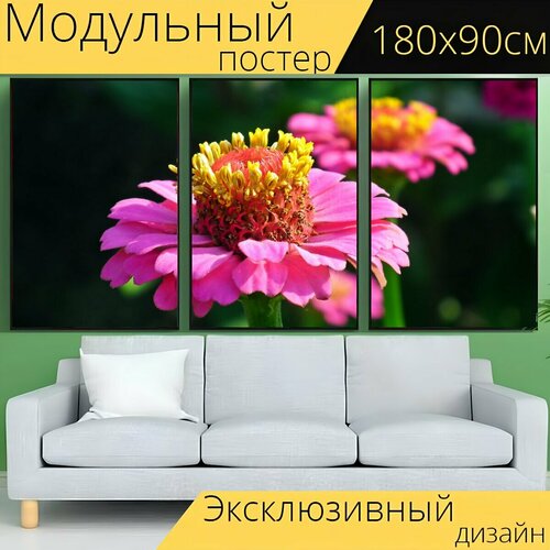 Модульный постер "Цинния, цветок, сад" 180 x 90 см. для интерьера