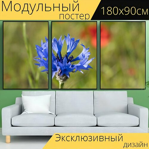 Модульный постер "Васильковый, цвести, синий" 180 x 90 см. для интерьера