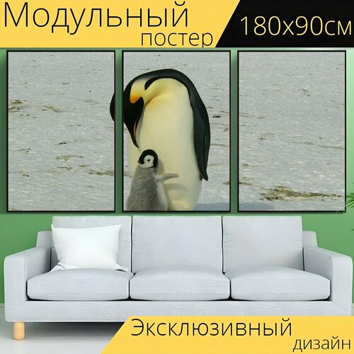 Модульный постер "Пингвины, императорские пингвины, детка" 180 x 90 см. для интерьера