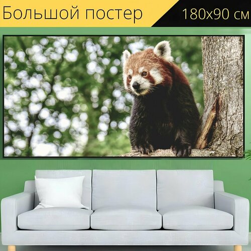 Большой постер "Млекопитающее, медведь кот, животное" 180 x 90 см. для интерьера