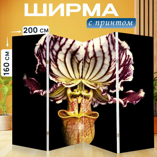 Ширма перегородка с принтом "Орхидея, цветок, лепесток" на холсте - 200x160 см. для зонирования, раскладная