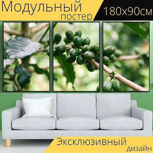 Модульный постер "Кофе, зеленый, кофе фрукты" 180 x 90 см. для интерьера