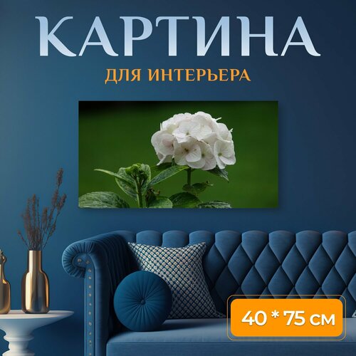 Картина на холсте "Гортензия, цветок, блум" на подрамнике 75х40 см. для интерьера