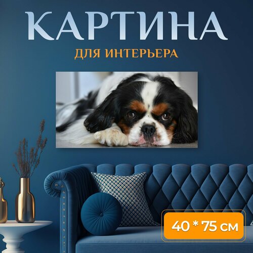 Картина на холсте "Собака, кавалер кинг чарльз, животное" на подрамнике 75х40 см. для интерьера