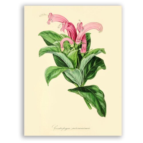 Гравюра Постер на бумаге / Centropogon Surinamensis