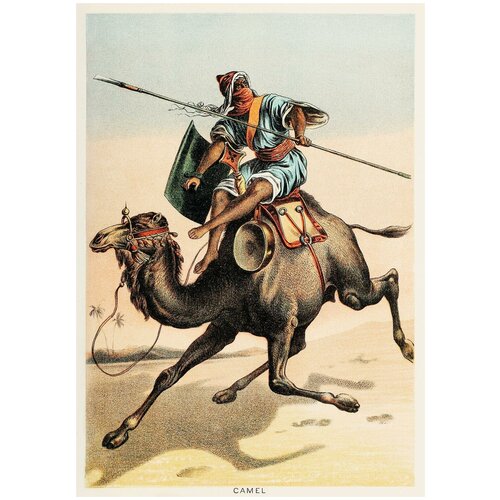 Постер / Плакат / Картина Бедуин на верблюде 50х70 см в подарочном тубусе
