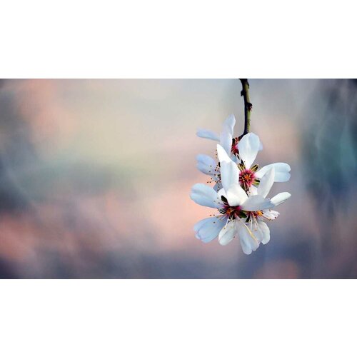 Картина на холсте 60x110 Альянс Лес "Сакура лепестки весна" на подрамнике / интерьер/ декор