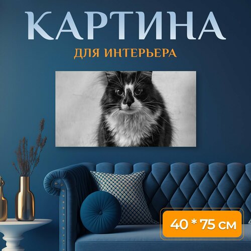 Картина на холсте "Кошка, катце, животное" на подрамнике 75х40 см. для интерьера
