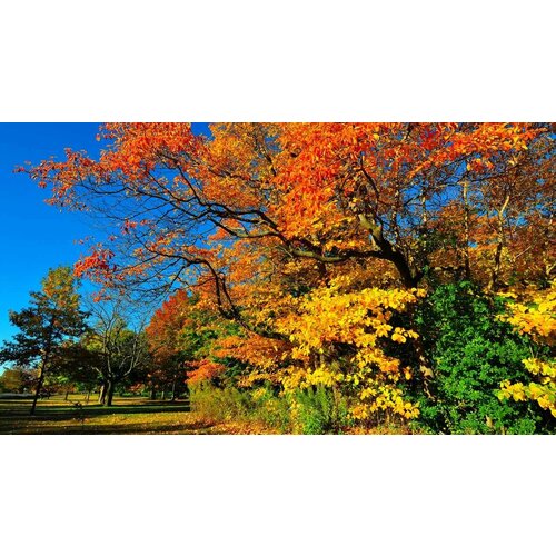 Картина на холсте 110x60 LinxOne "Небо осень парк деревья трава" интерьерная для дома / на стену / на кухню / с подрамником
