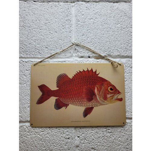 Рыбы постер 20 на 30 см, шнур-подвес в подарок