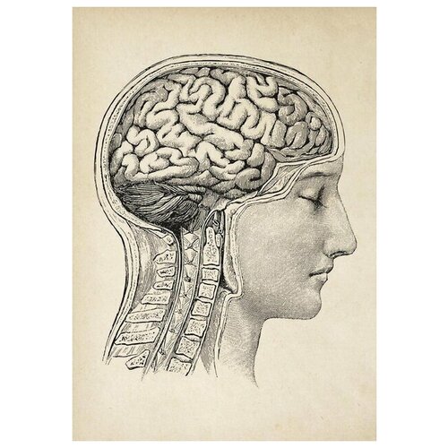 Плакат, постер на холсте анатомическое пособие. человеческая голова. Размер 42 х 60 см