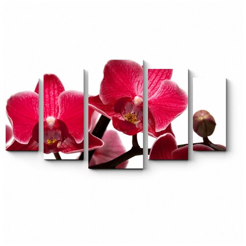 Модульная картина Магия орхидей 110x61