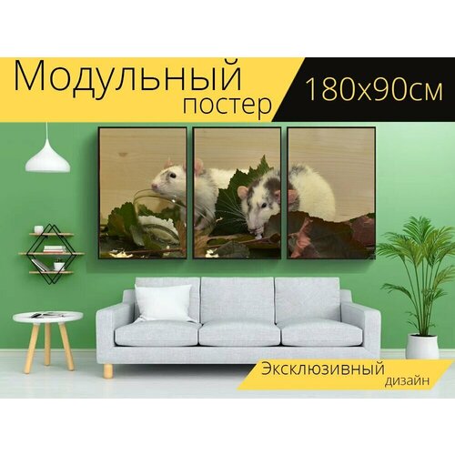 Модульный постер "Крыса, цветные крысы, внимательный" 180 x 90 см. для интерьера