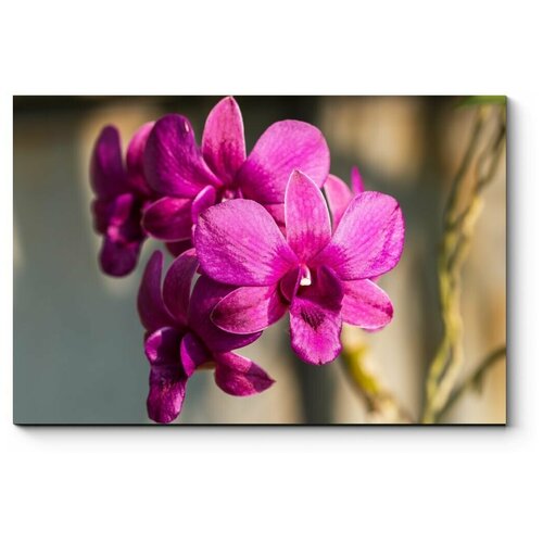 Модульная картина Королева цветов - прекрасная орхидея 40x27
