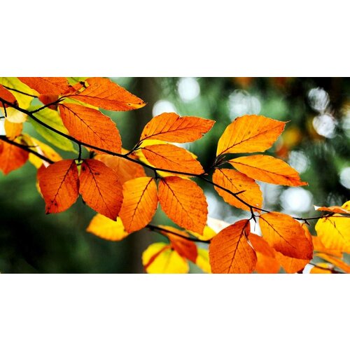 Картина на холсте 60x110 Альянс Лес "Боке листья оранжевые желтые" на подрамнике / интерьер/ декор