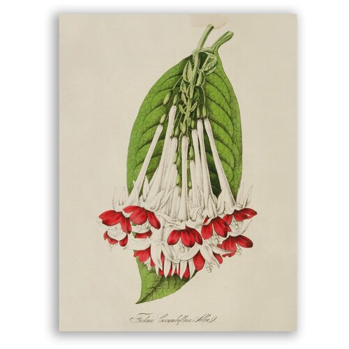 Гравюра Постер на бумаге / Fuchsia Corymbiflora Alba