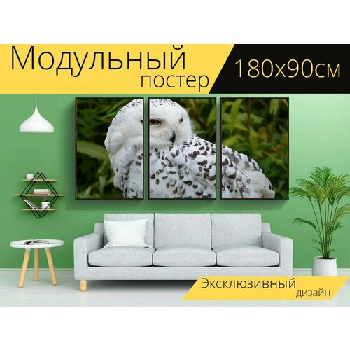 Модульный постер "Снежная сова, сова, птица" 180 x 90 см. для интерьера