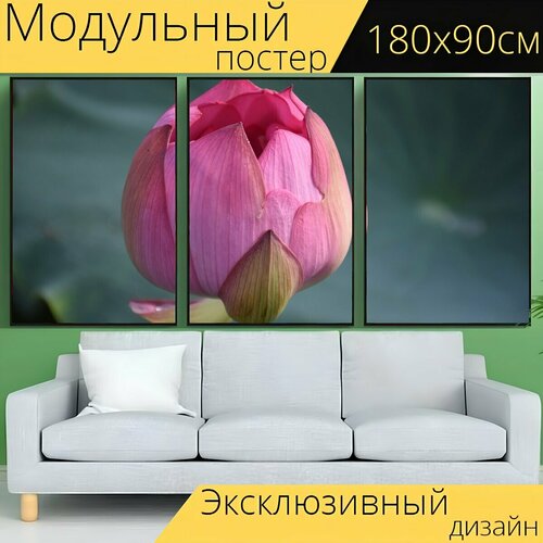 Модульный постер "Лотос, цветок, розовый" 180 x 90 см. для интерьера
