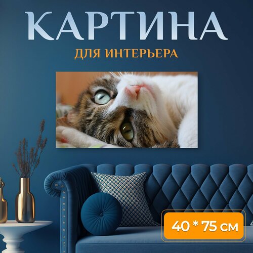 Картина на холсте "Кошка, домашние животные, милый" на подрамнике 75х40 см. для интерьера