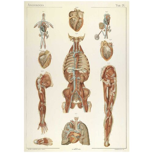 Постер / Плакат / Картина Анатомия - Строение сердца и кровообращения человека 60х90 см в раме
